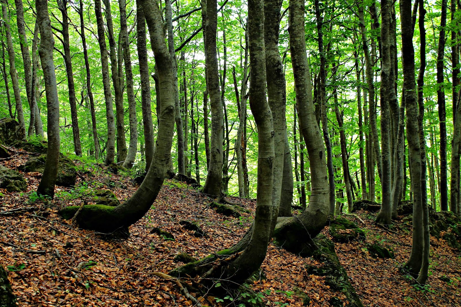 Giornata Mondiale delle Foreste, e in Italia come va? - Italia chiama ...
